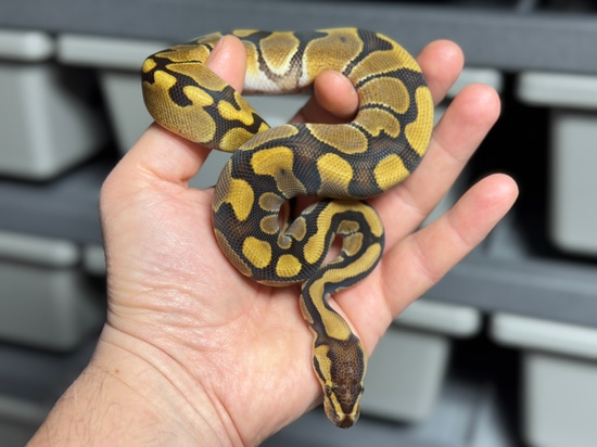 Enchi Blade Double Het Genetic Stripe Clown Ball Python by Snake Loop Reptiles
