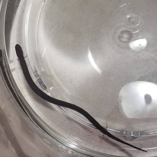 Two-toed Amphiuma Salamander by Fire Starter Exotics