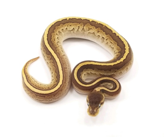 Cinnamon Mojave Pinstripe Ball Python by Muscles and Geeks Ball Pythons