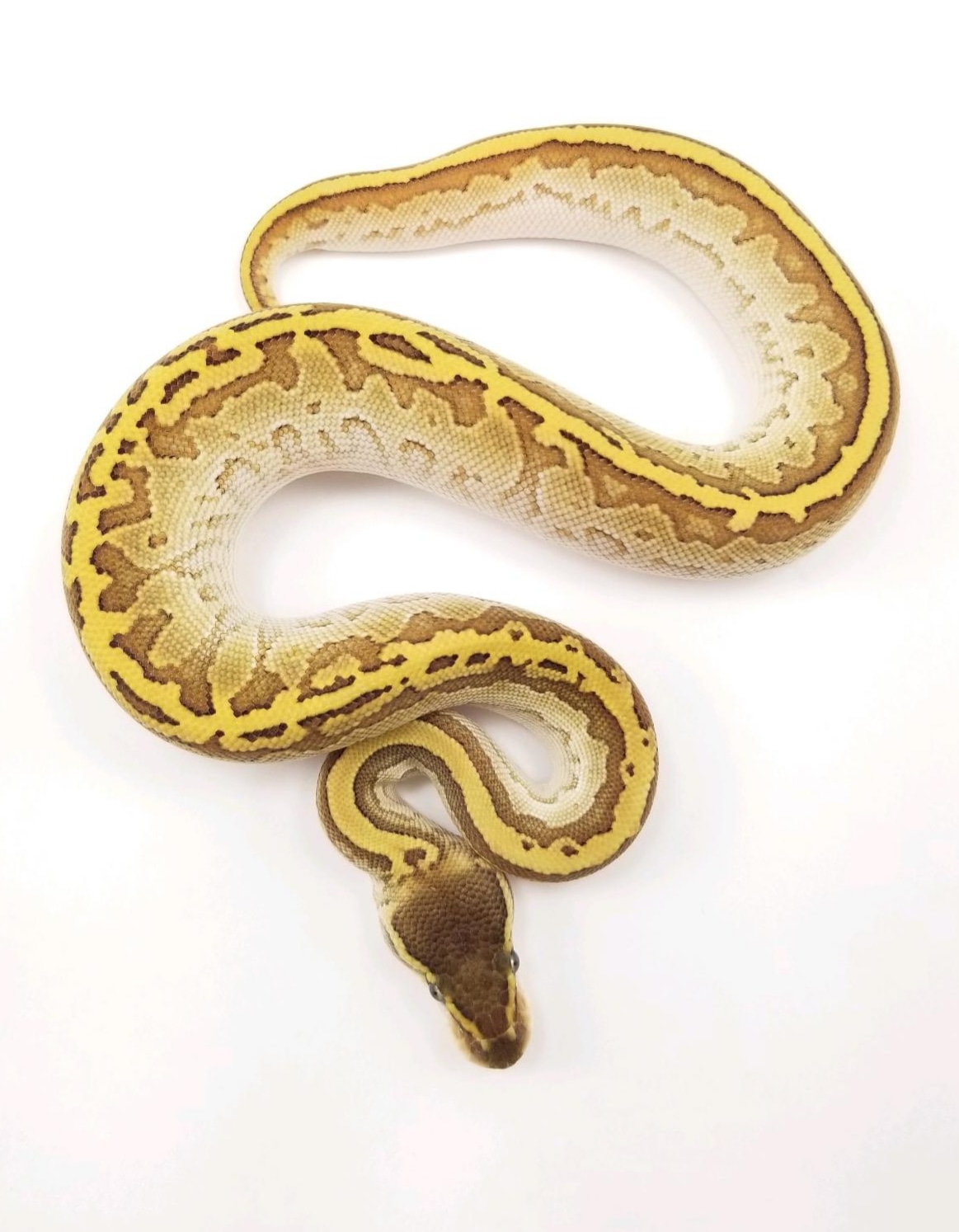 Black Head Pinstripe Butter 50% Het Ghost Ball Python by Muscles and ...
