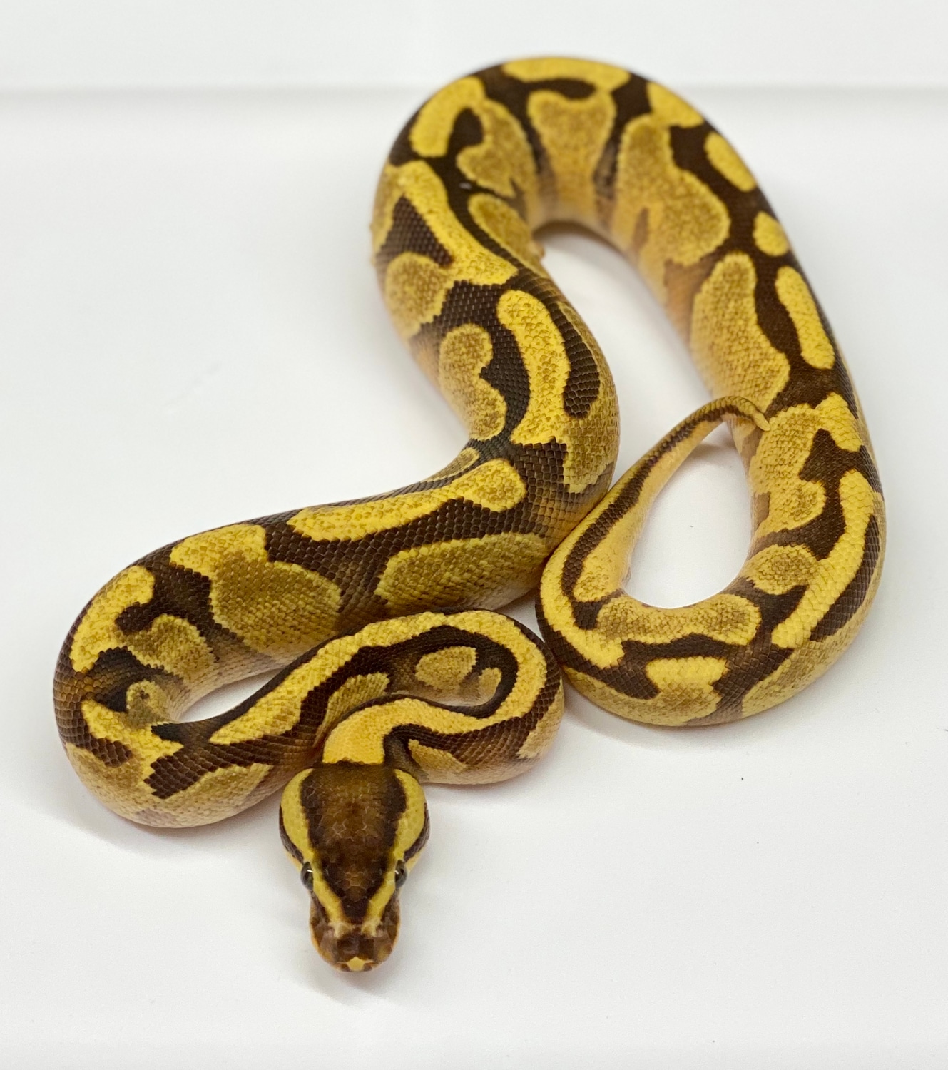 Enchi Fire Het Desert Ghost Ball Python by Muscles and Geeks Ball ...