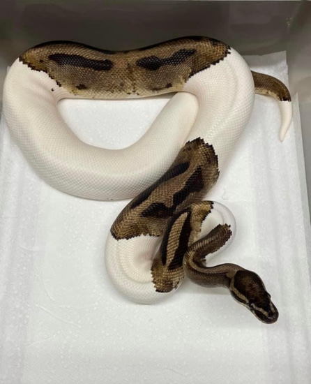 Pied Ball Python by Muscles and Geeks Ball Pythons