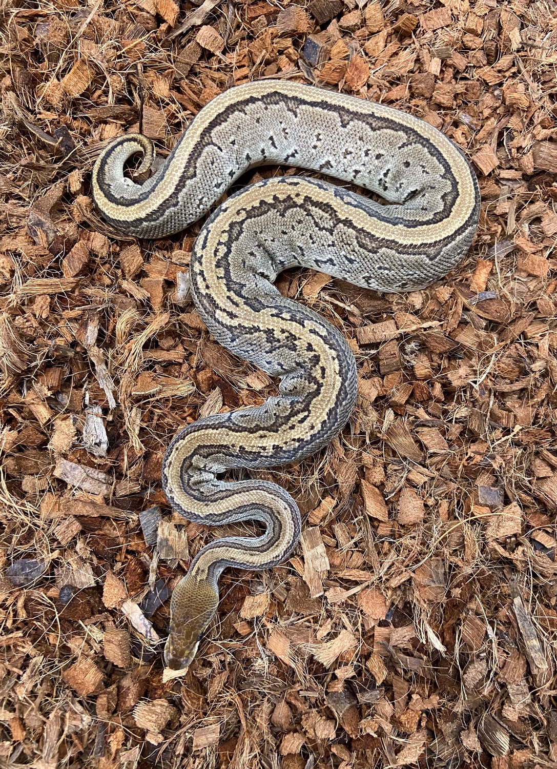 Bongo Pinstripe Ball Python by Muscles and Geeks Ball Pythons - MorphMarket