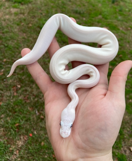 Super Lesser Blue Eyed Lucy Ball Python by Muscles and Geeks Ball Pythons