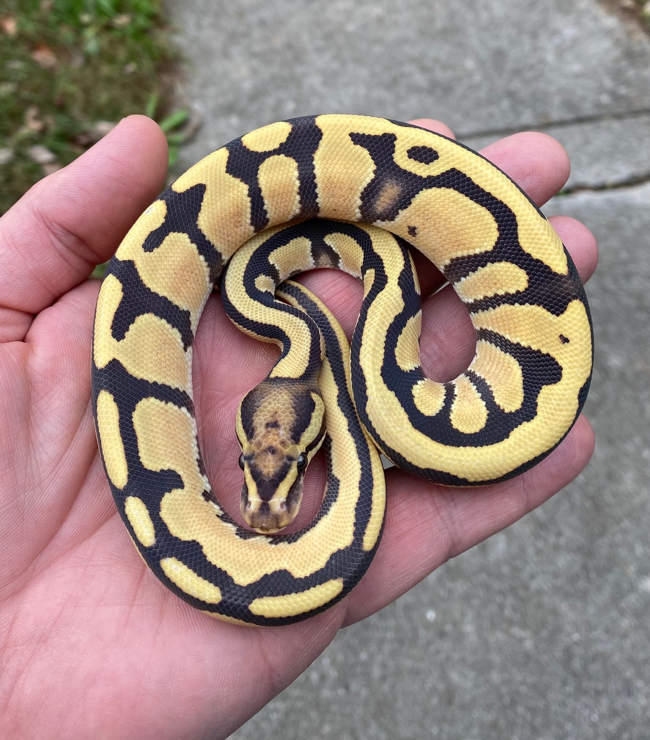 OD Fire Desert Ghost 50% Het Pied Ball Python by Muscles and Geeks Ball ...