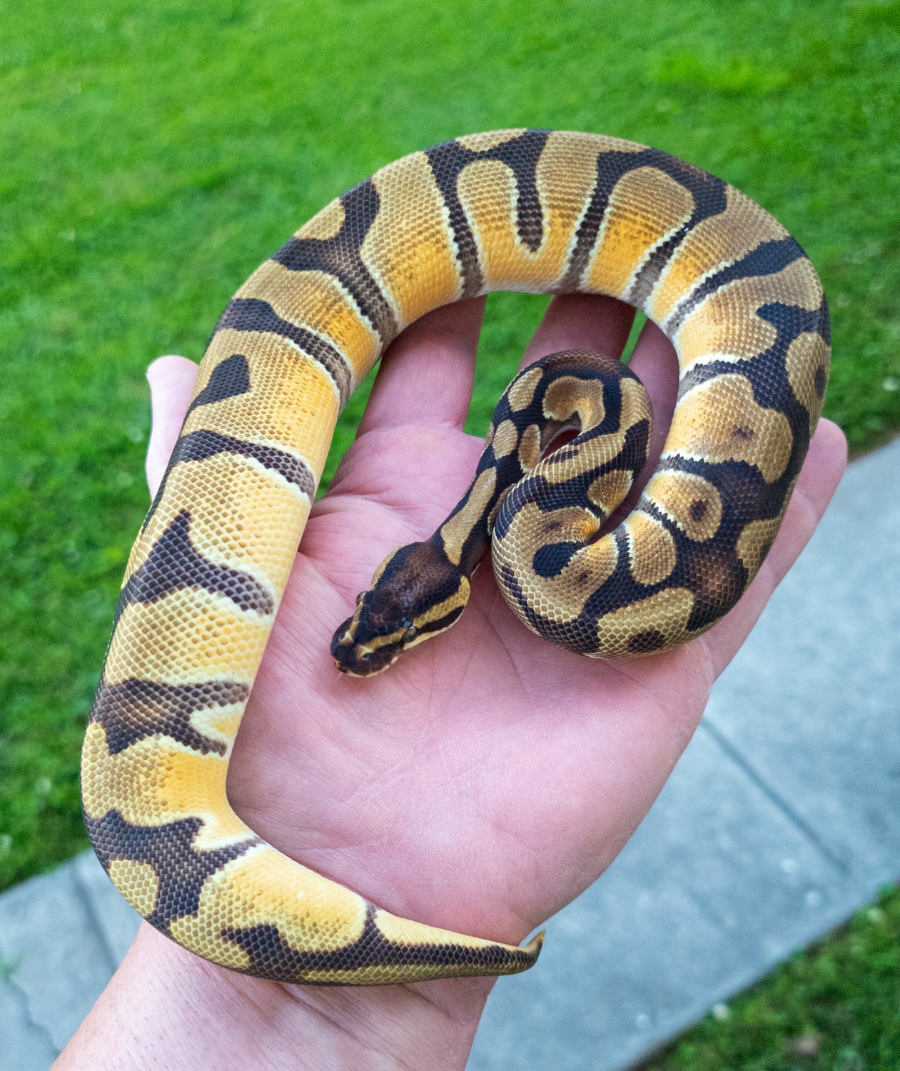 OD Enchi Het DG Ball Python by Muscles and Geeks Ball Pythons - MorphMarket