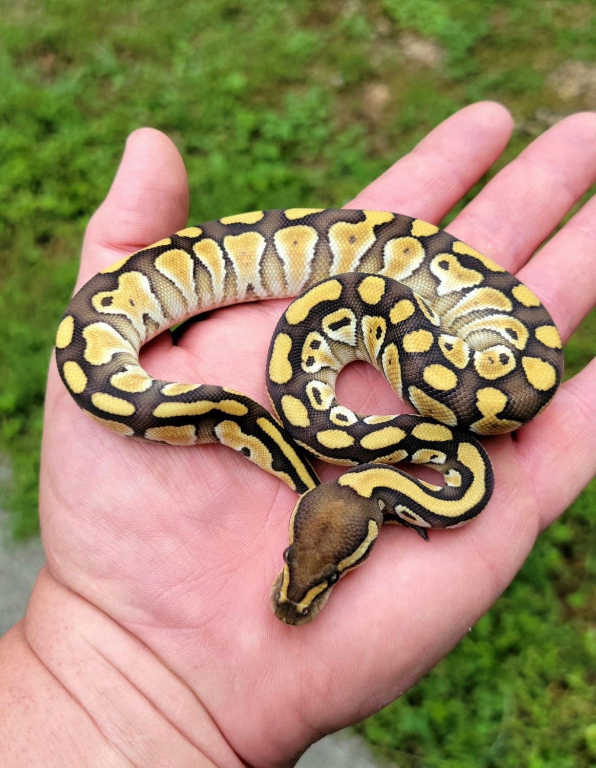 Butter DH DG/Clown Ball Python by Muscles and Geeks Ball Pythons ...