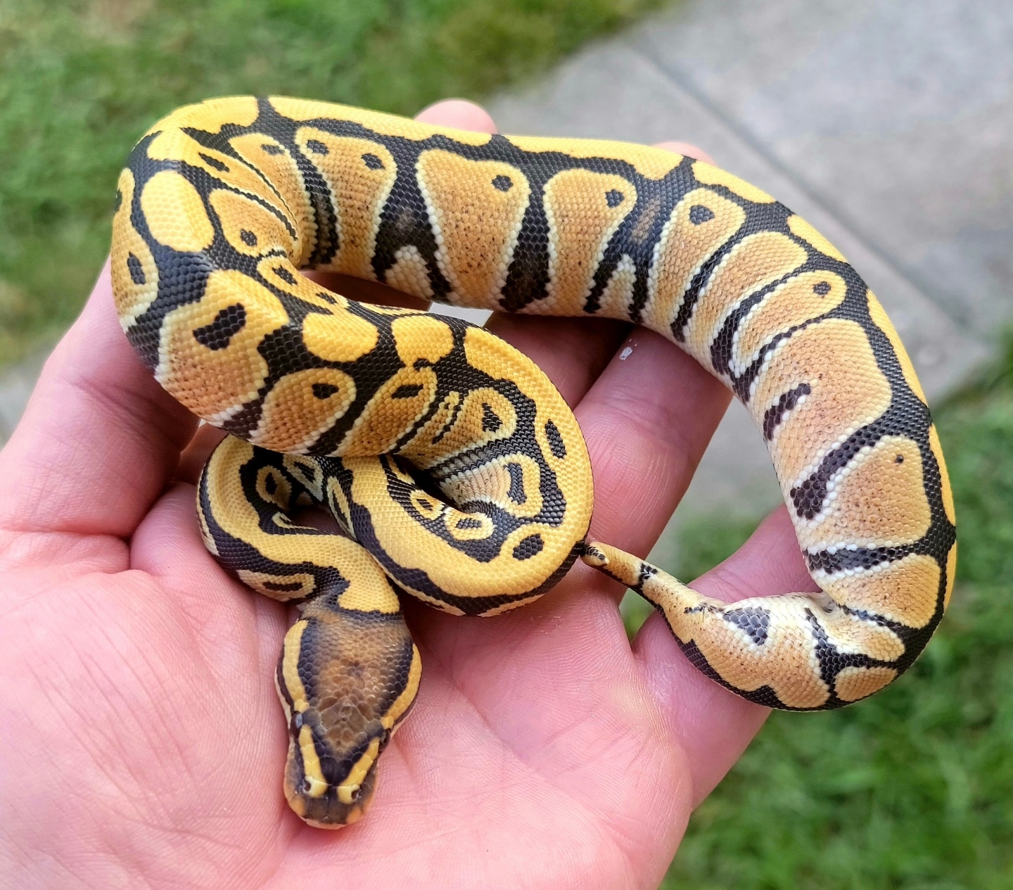 DG Het Clown Ball Python by Muscles and Geeks Ball Pythons - MorphMarket