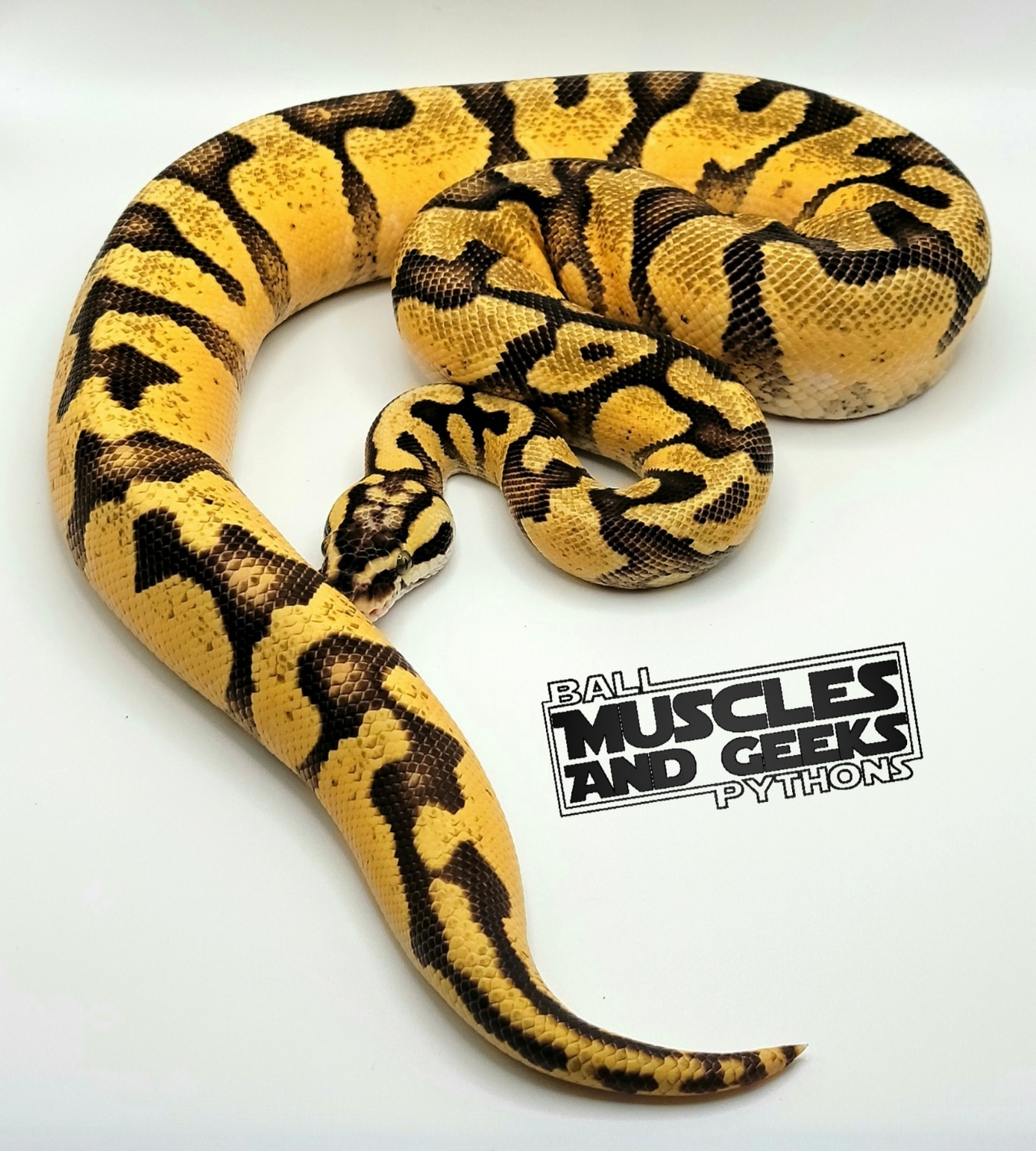 HI OD Pastel Fire/Vanilla Enchi (High Intensity Line) Ball Python by ...