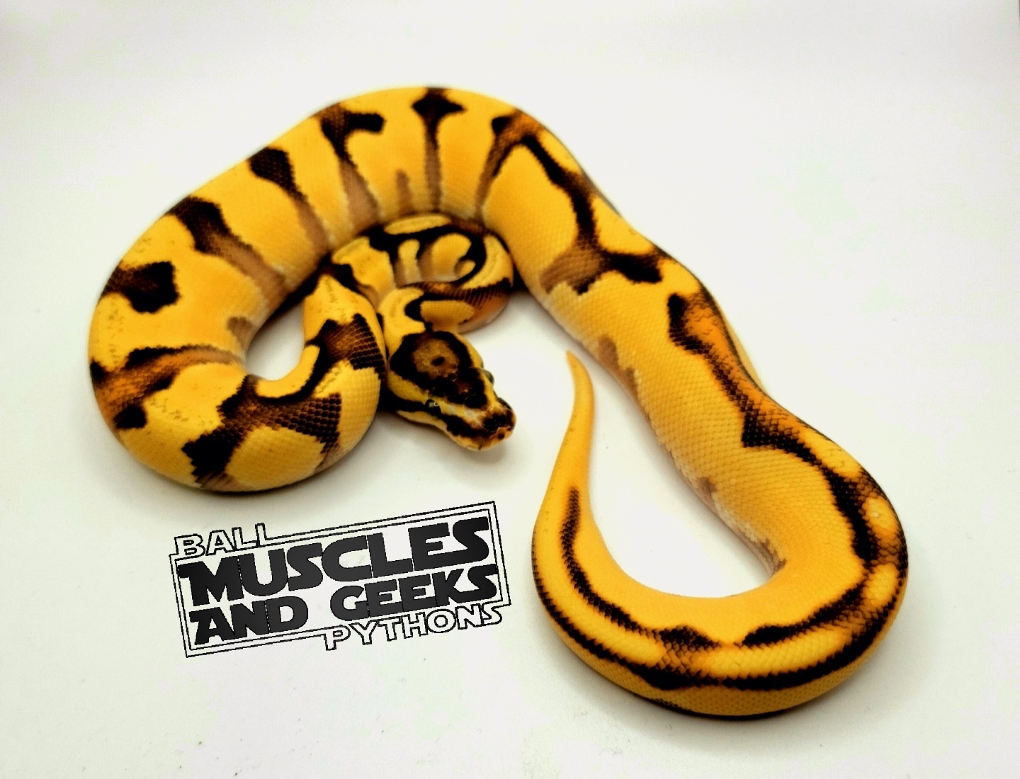 Super OD Fire Enchi Het DG 66% Het Pied Ball Python by Muscles and ...