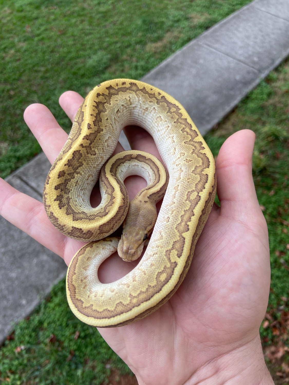 Mahogany Fire Or Vanilla Lesser Pin Ball Python by Muscles and Geeks ...
