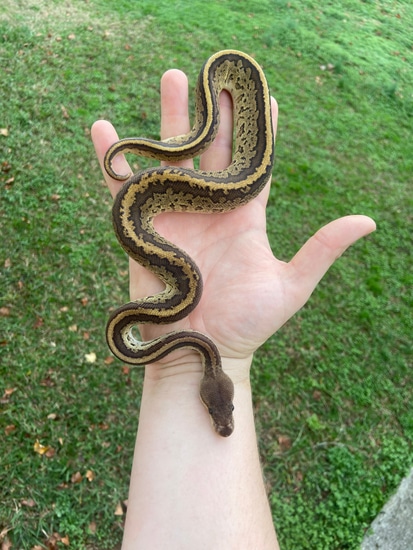 Black Head Mahogany Fire Or Vanilla Pinstripe Ball Python by Muscles ...