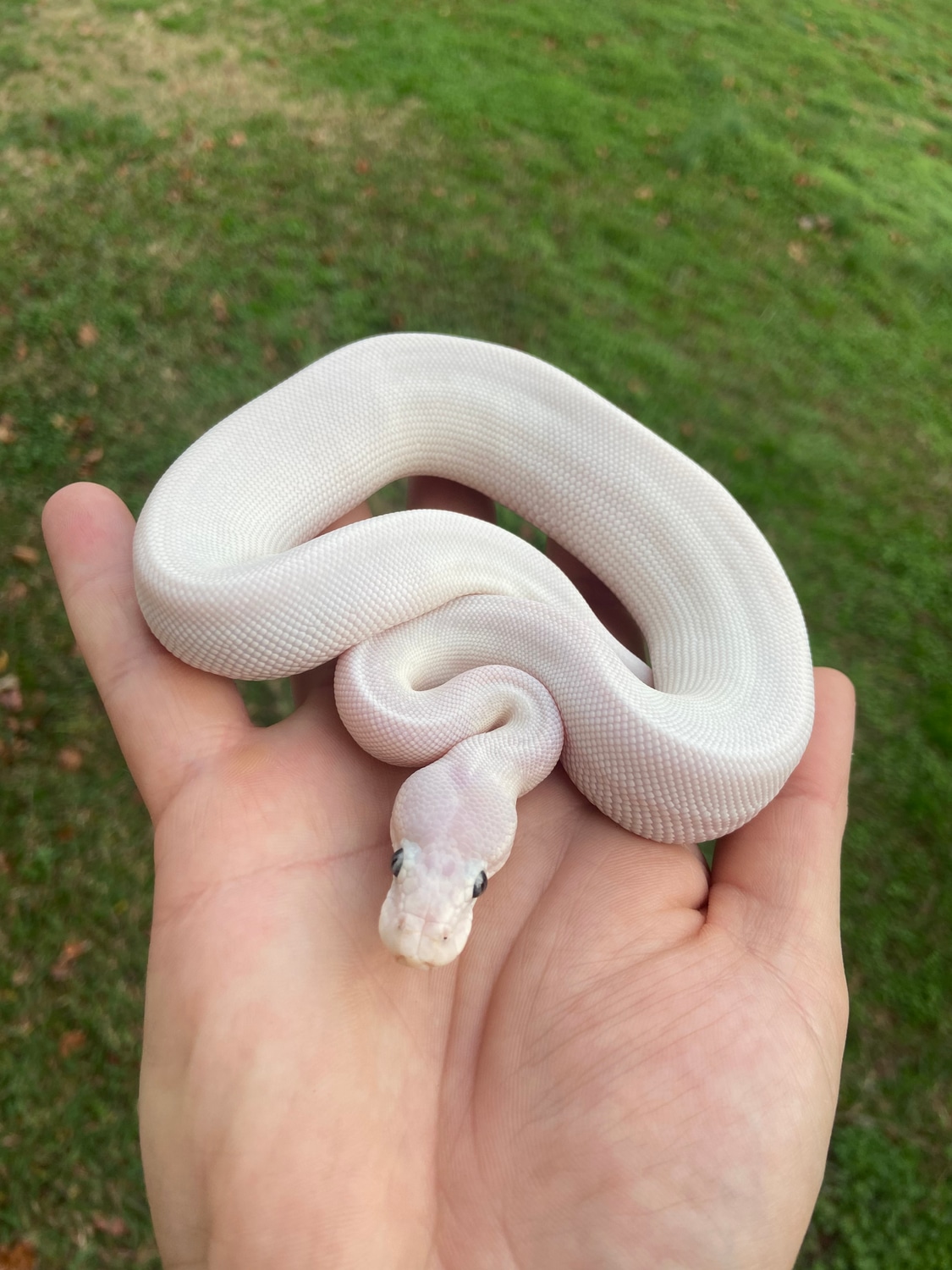 Super Mojave Het Hypo ( Pos Black Head GHI ) Ball Python by Muscles and ...