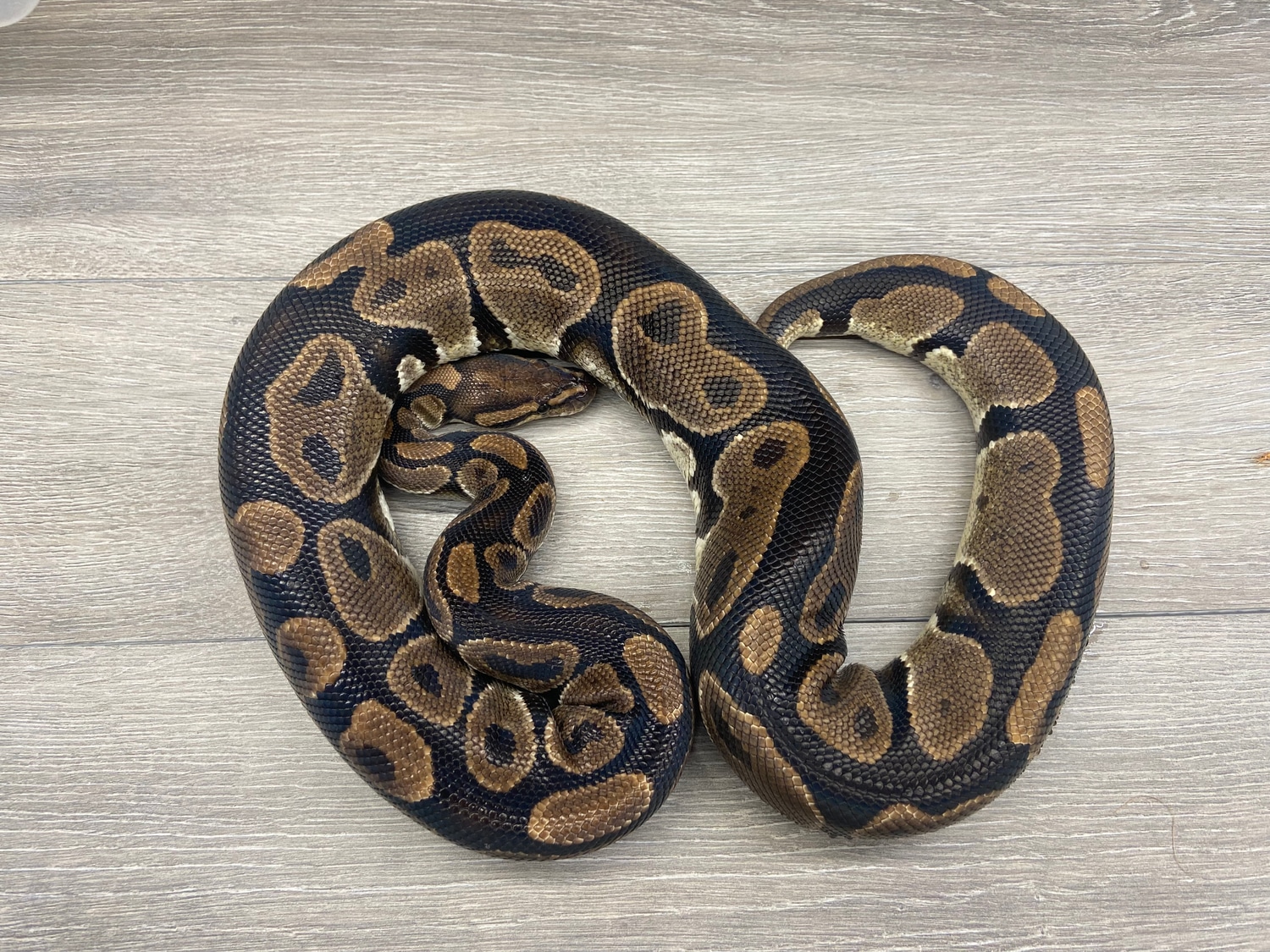 Het Black Axanthic Ball Python by Muscles and Geeks Ball Pythons ...