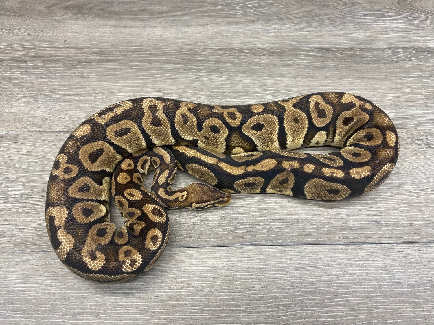 Pastel Het Black Axanthic Het Hypo Ball Python by Muscles and Geeks ...