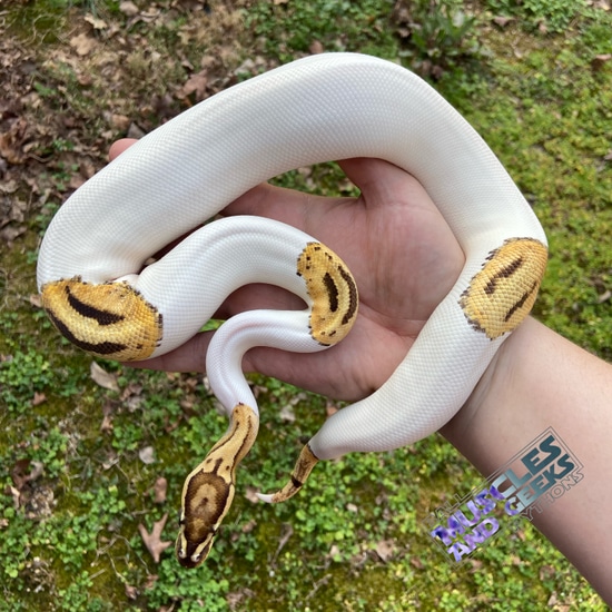 Fire GeneX Pied Ball Python by Muscles and Geeks Ball Pythons