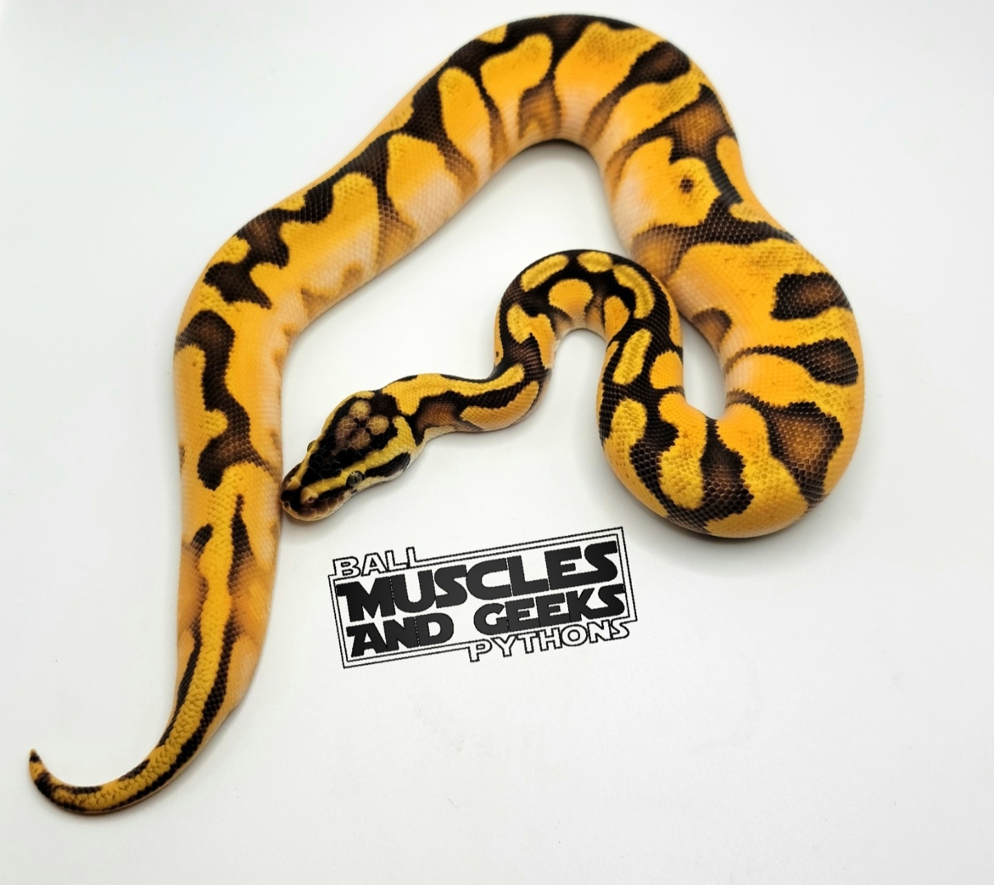 High Intensity Orange Dream Pastel Enchi Calico Poss YB Ball Python by ...