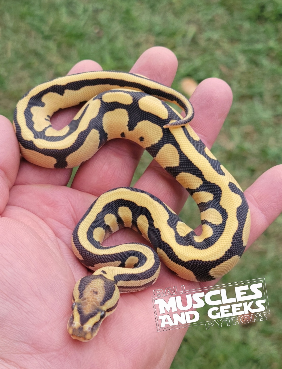 OD Fire DG 50% Het Pied Ball Python by Muscles and Geeks Ball Pythons ...