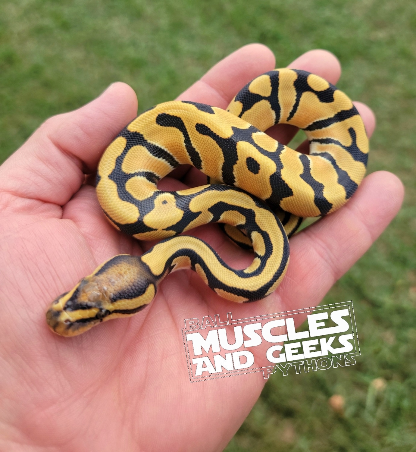 OD DG 50% Het Pied Ball Python by Muscles and Geeks Ball Pythons ...