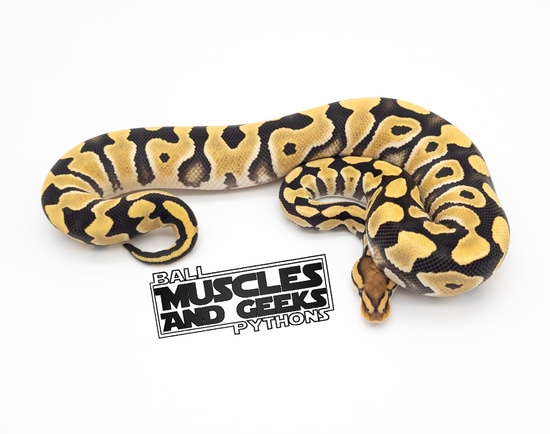 DG Crypton Ball Python by Muscles and Geeks Ball Pythons