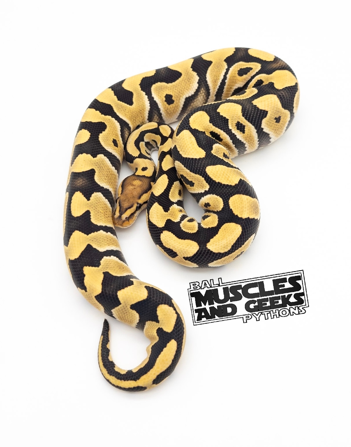 DG Crypton Ball Python by Muscles and Geeks Ball Pythons - MorphMarket