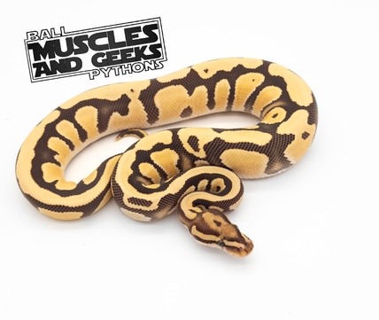 OD DG 50% Het Pied Ball Python by Muscles and Geeks Ball Pythons ...