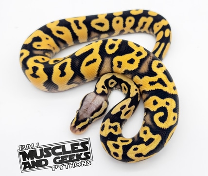 OD Spider DG 50% Het Pied Ball Python by Muscles and Geeks Ball Pythons ...