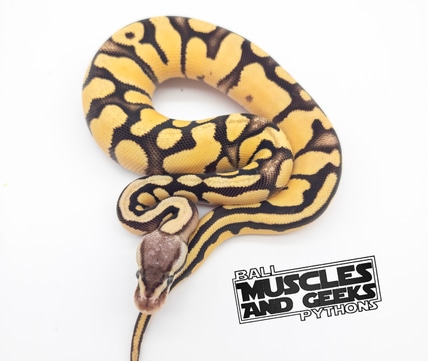 OD Spider DG 50% Het Pied Ball Python by Muscles and Geeks Ball Pythons ...