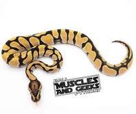 OD DG 50% Het Pied Ball Python by Muscles and Geeks Ball Pythons ...