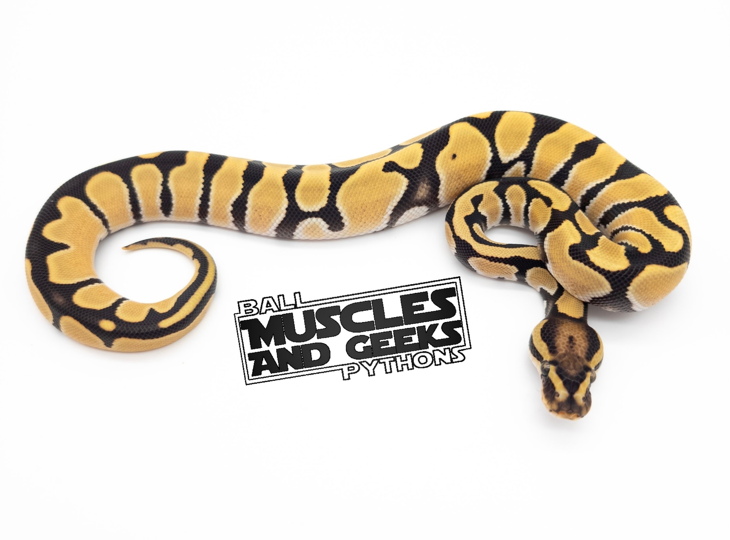 OD DG 50% Het Pied Ball Python by Muscles and Geeks Ball Pythons ...