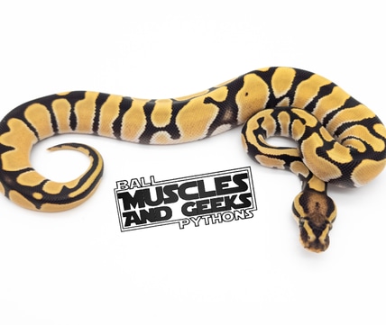 DG Crypton Ball Python by Muscles and Geeks Ball Pythons - MorphMarket