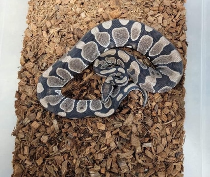 OD DG 50% Het Pied Ball Python by Muscles and Geeks Ball Pythons ...