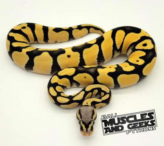 OD Pastel DG Ball Python by Muscles and Geeks Ball Pythons