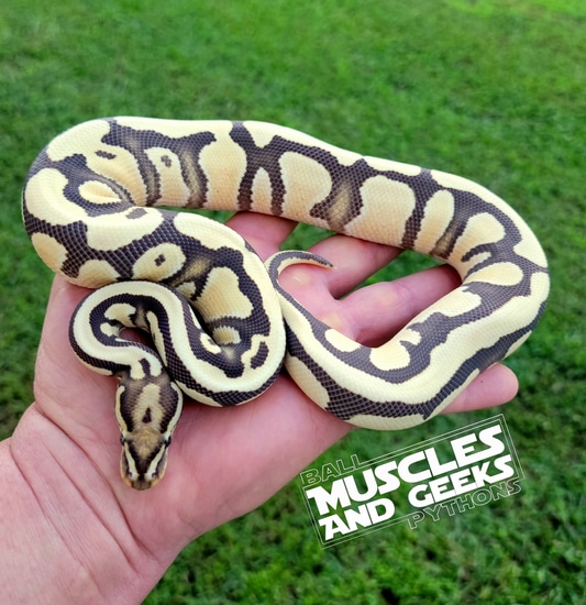 OD Fire DG Ball Python by Muscles and Geeks Ball Pythons