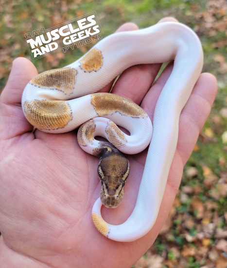 OD Leo Mojave Pied Het DG Ball Python by Muscles and Geeks Ball Pythons
