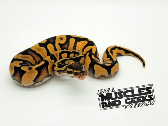 Super ODYB Het DG Het Pied Ball Python by Muscles and Geeks Ball Pythons