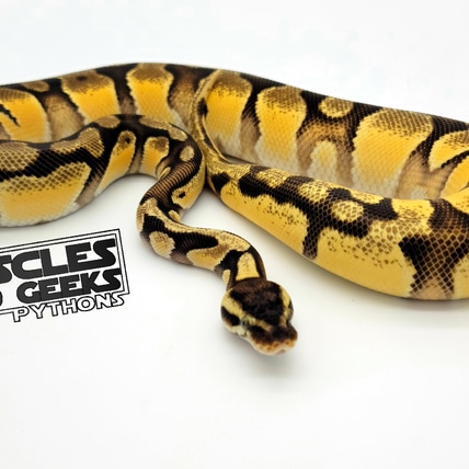 OD Fire Pastel DG Ball Python by Muscles and Geeks Ball Pythons ...