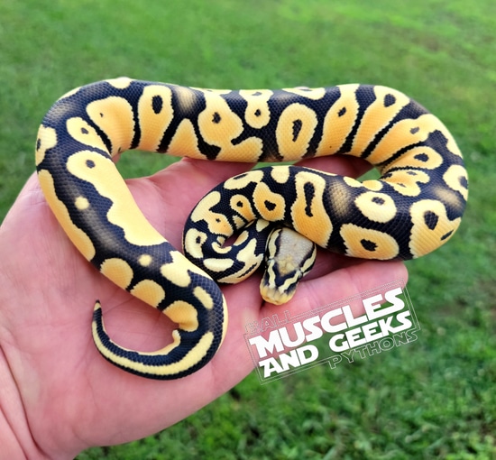 OD Pastel DG Ball Python by Muscles and Geeks Ball Pythons