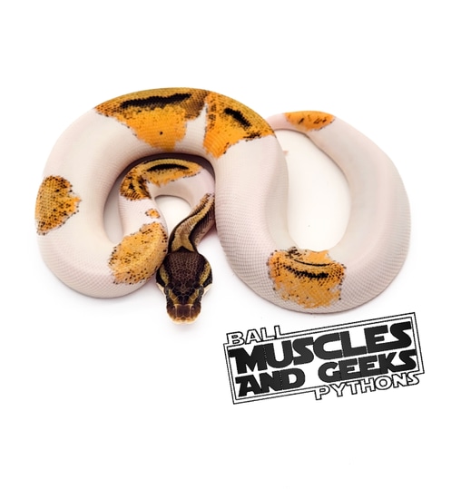 OD Pastel Pied Het DG Ball Python by Muscles and Geeks Ball Pythons