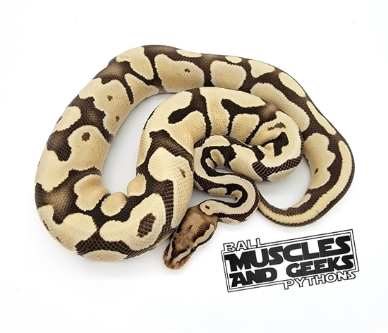 OD Fire DG Ball Python by Muscles and Geeks Ball Pythons