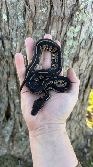 Super Black Head Het Lavender 50% Het Hypo Ball Python by Muscles and ...