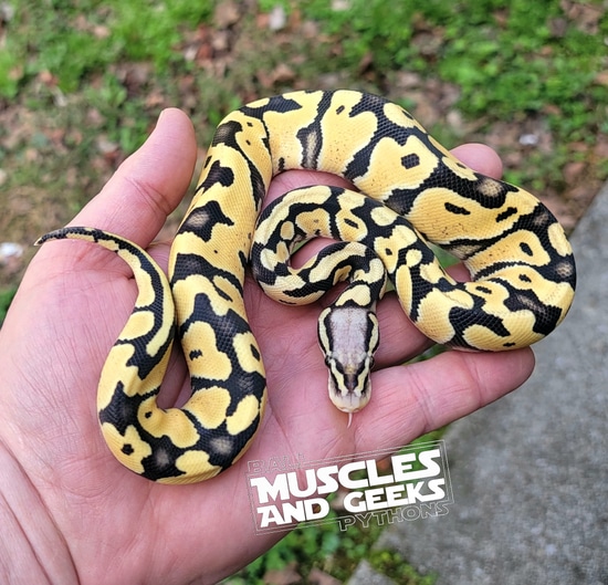 Pastel DG Het Clown Ball Python by Muscles and Geeks Ball Pythons