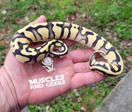 OD Pastel DG Het Pied Ball Python by Muscles and Geeks Ball Pythons