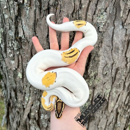 High Intensity ODYB Pastel Pied Ball Python by Muscles and Geeks Ball ...