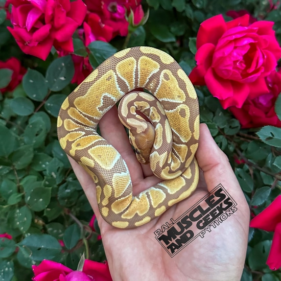 Ultramel Ball Python by Muscles and Geeks Ball Pythons