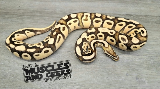 High Intensity OD Fire Pastel Het Clown Ball Python by Muscles and ...
