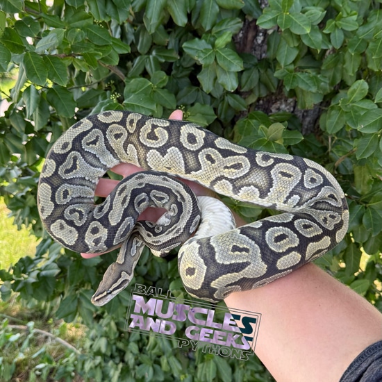 Yellowbelly Hypo 50% Het Pied Ball Python by Muscles and Geeks Ball Pythons