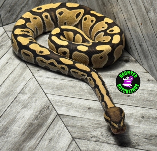 Desert Ghost 66% Het Hypo Ball Python by Haunted Hatchlings