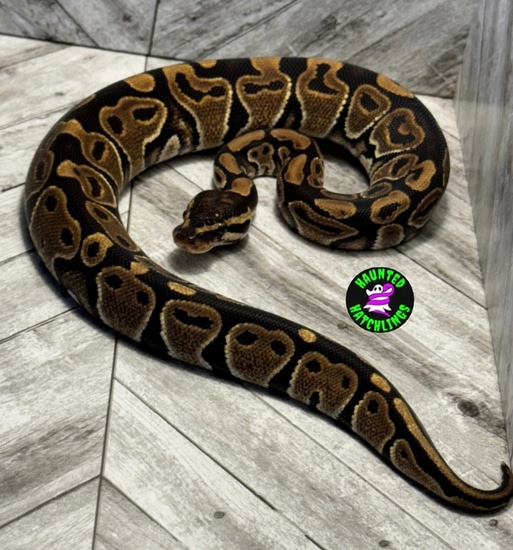 Blitz Ball Python by Haunted Hatchlings
