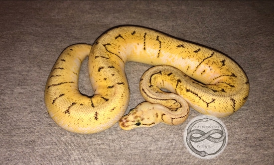 OD Spinnerblast Ball Python by Flat Mountain Pythons